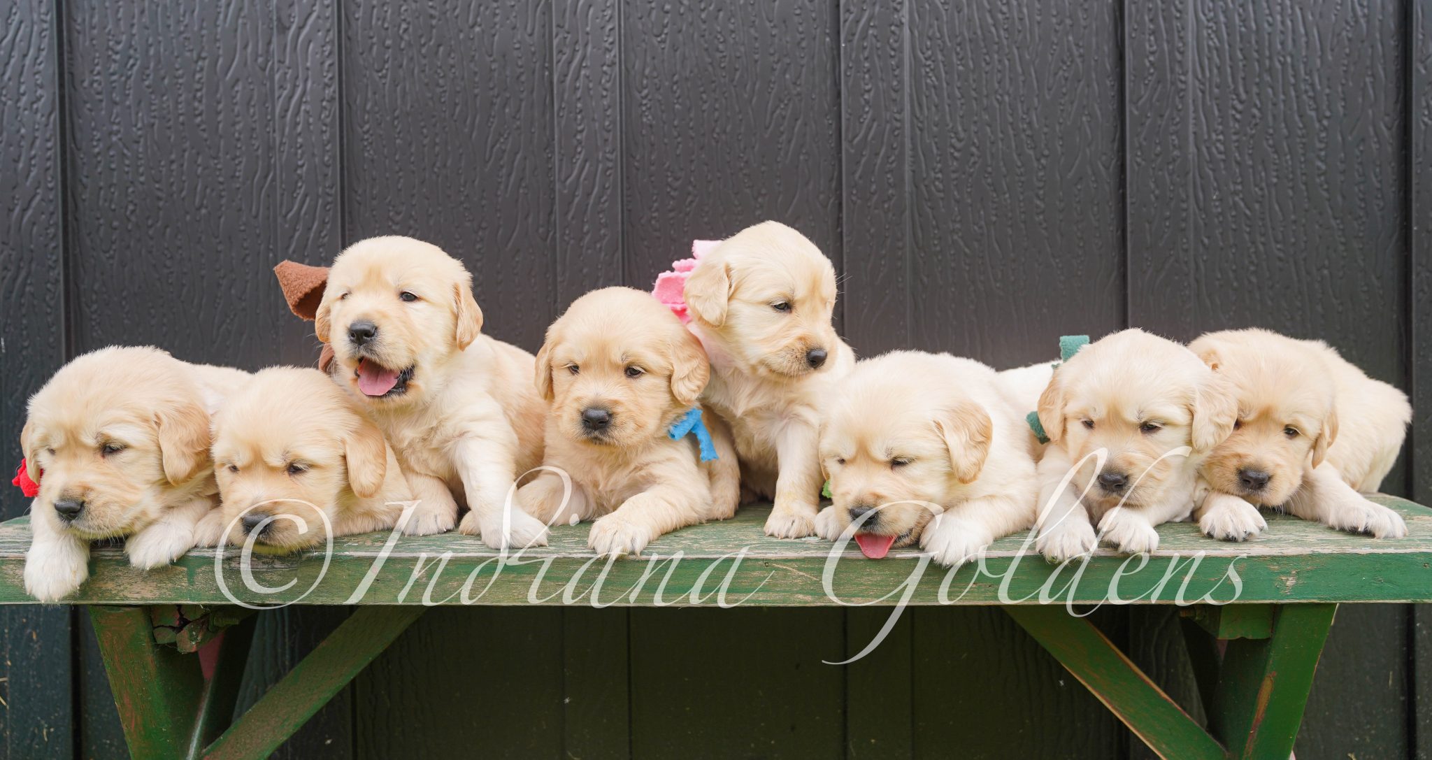 English Cream Golden Retriever Puppies for Sale in Indiana