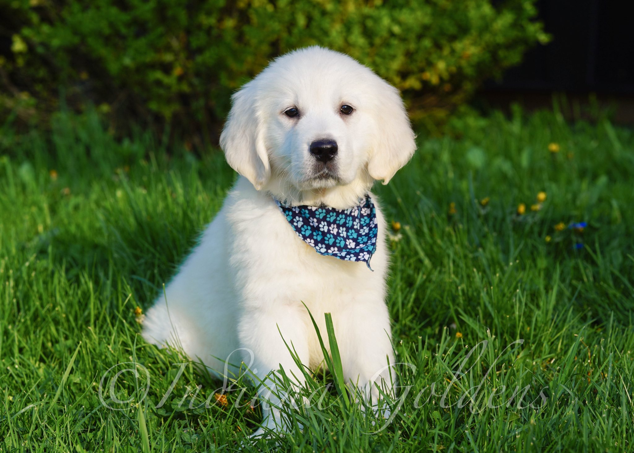 English Cream Golden Retriever Puppies for Sale in Indiana